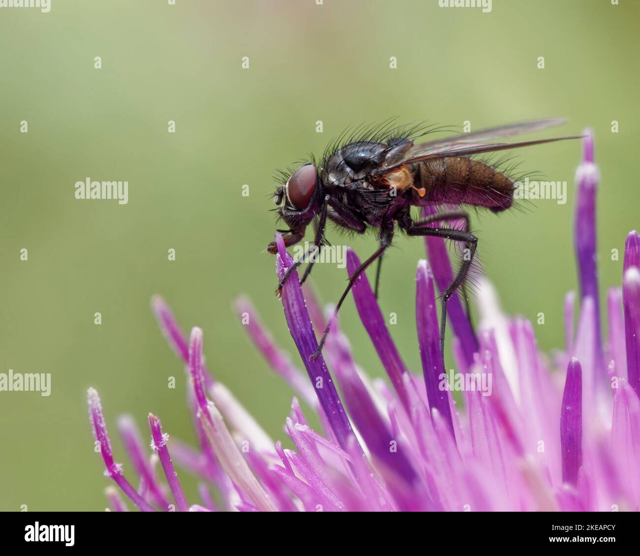 A muscid fly resting on a clover flower. The fly has compound eyes with ...