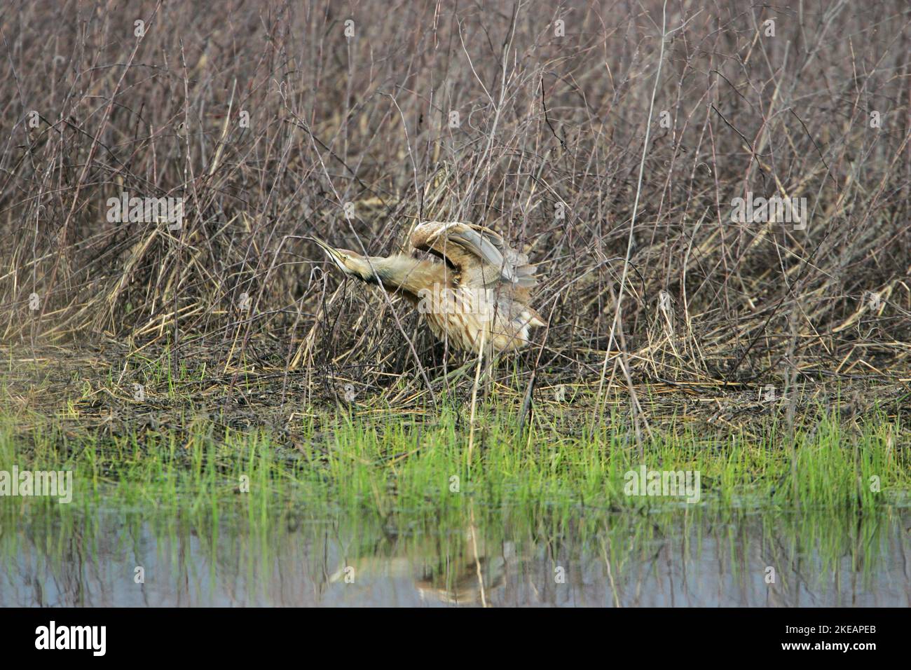 American bittern Botaurus lentiginosus at edge of waterside vegetation ...
