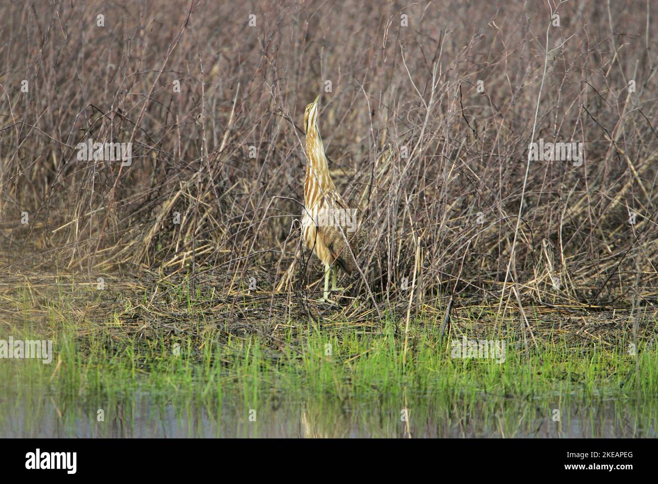 American bittern Botaurus lentiginosus at edge of waterside vegetation ...