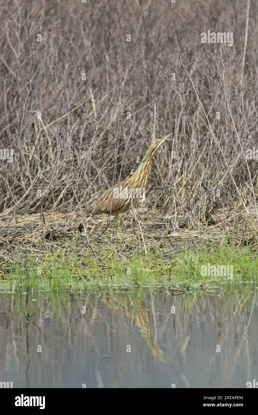 American bittern Botaurus lentiginosus at edge of waterside vegetation ...