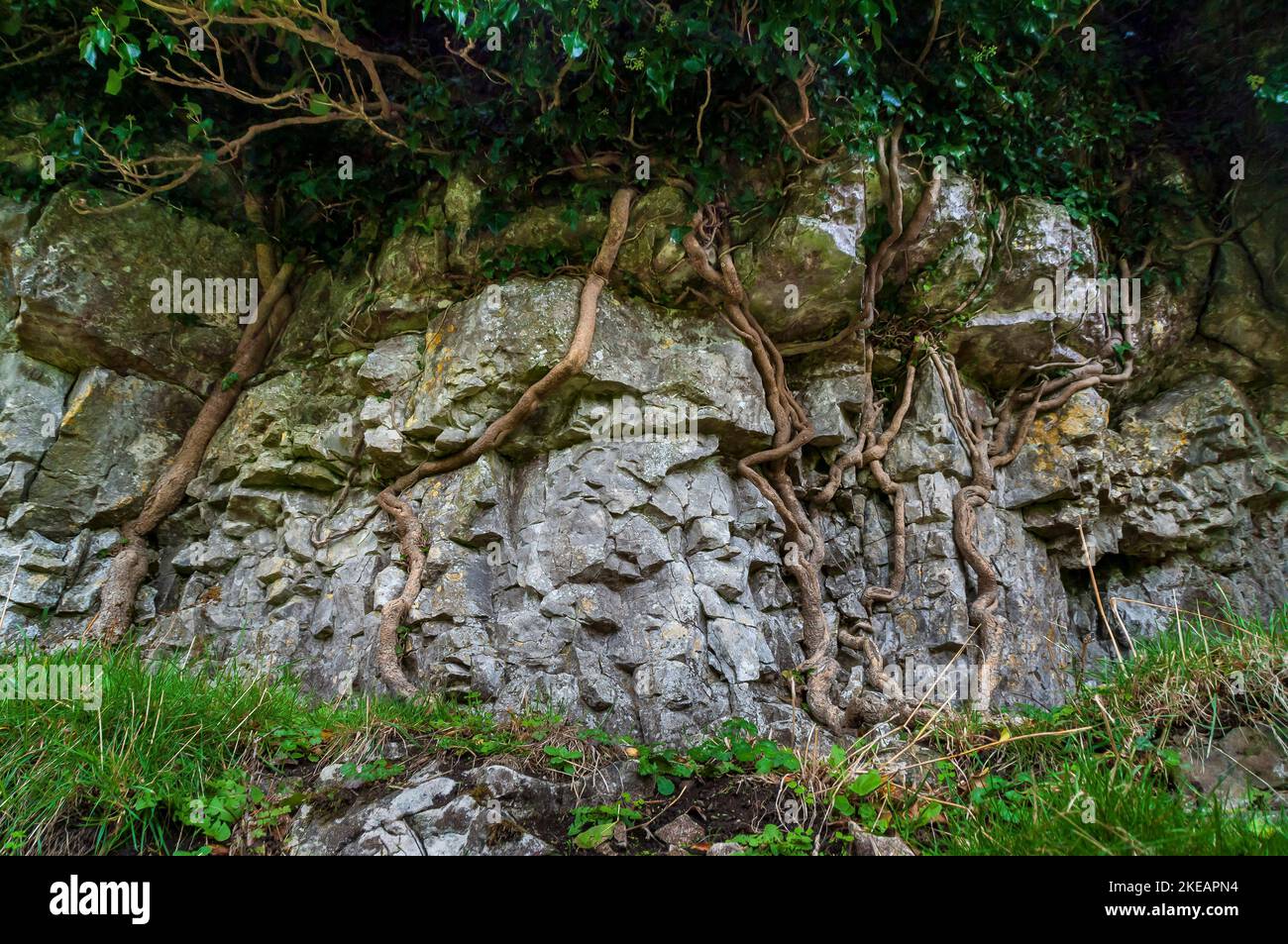 Thick, gnarled and twisted ivy stems growing up a low natural limestone ...