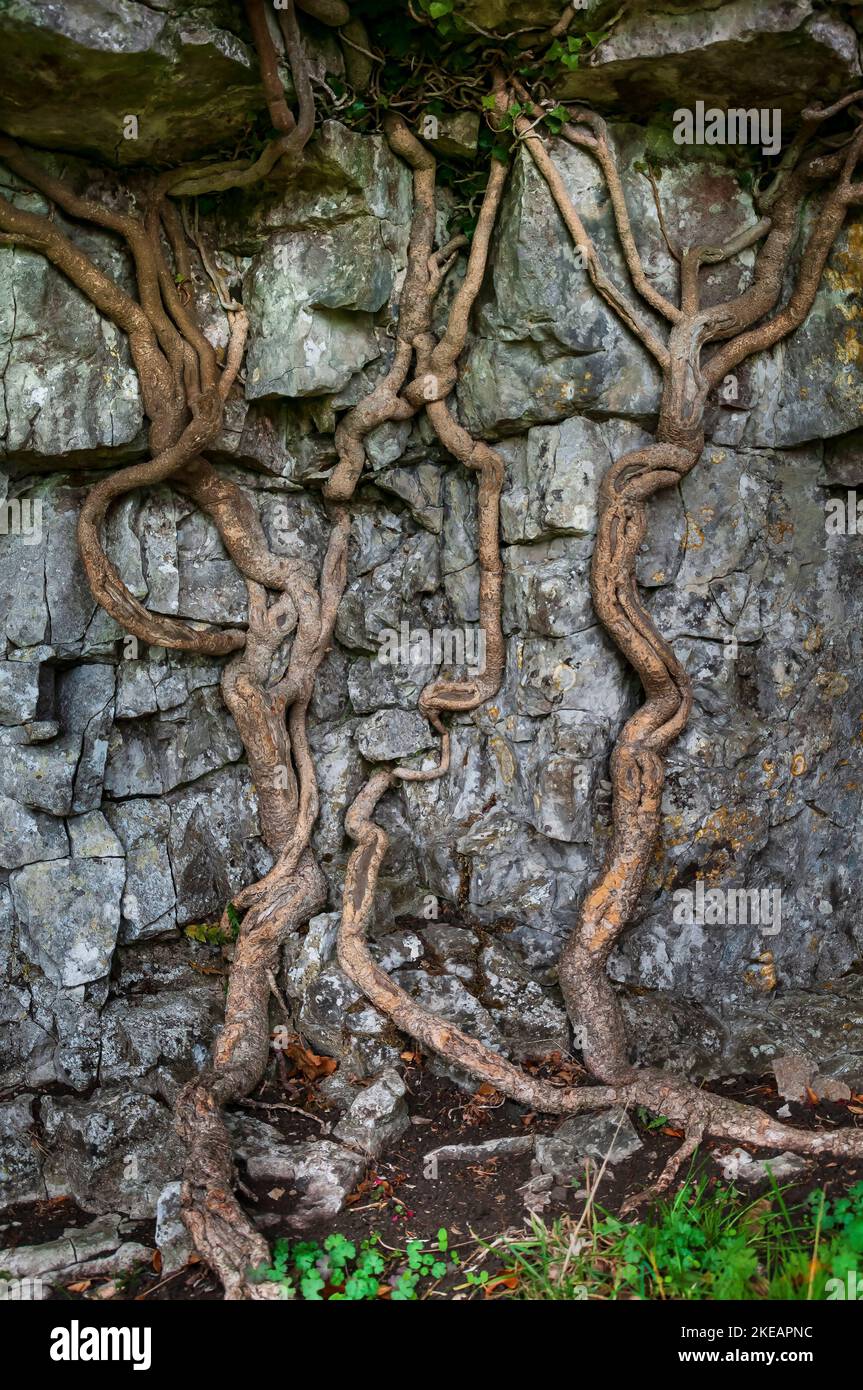 Thick, gnarled and twisted ivy stems growing up a low natural limestone ...
