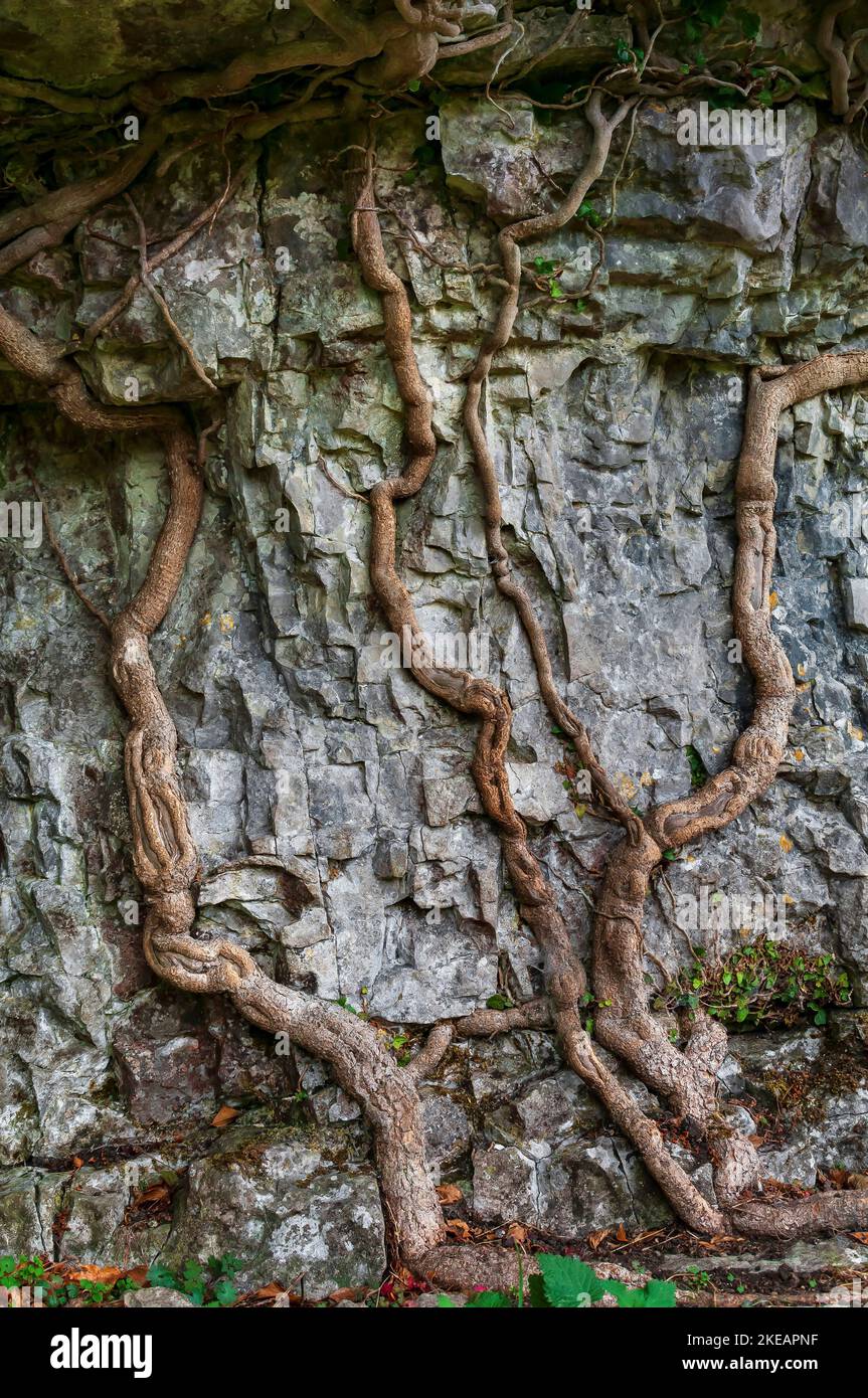 Thick, gnarled and twisted ivy stems growing up a low natural limestone ...