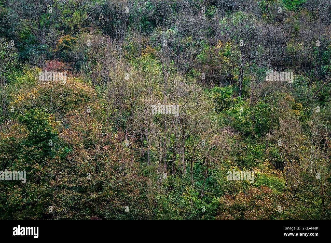 Distance view of autumn leaves on a forest in Cressbrook Dale, Peak ...