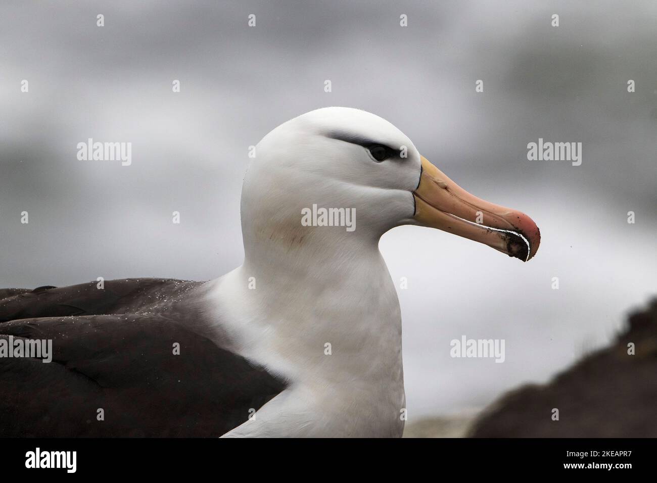 Black-browed albatross Thalassarche melanophrys with mud on its beak after repairing nest ...