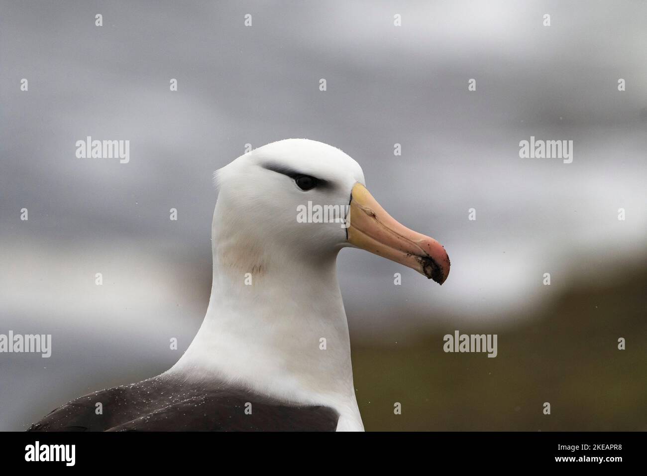 Black-browed albatross Thalassarche melanophrys with mud on its beak ...