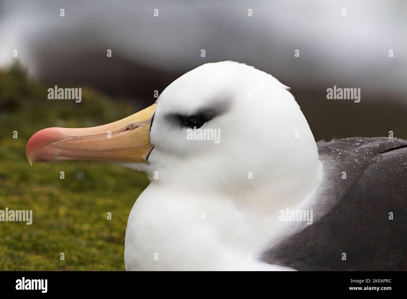Black-browed albatross Thalassarche melanophrys on nest Saunders Island Falkland islands ...
