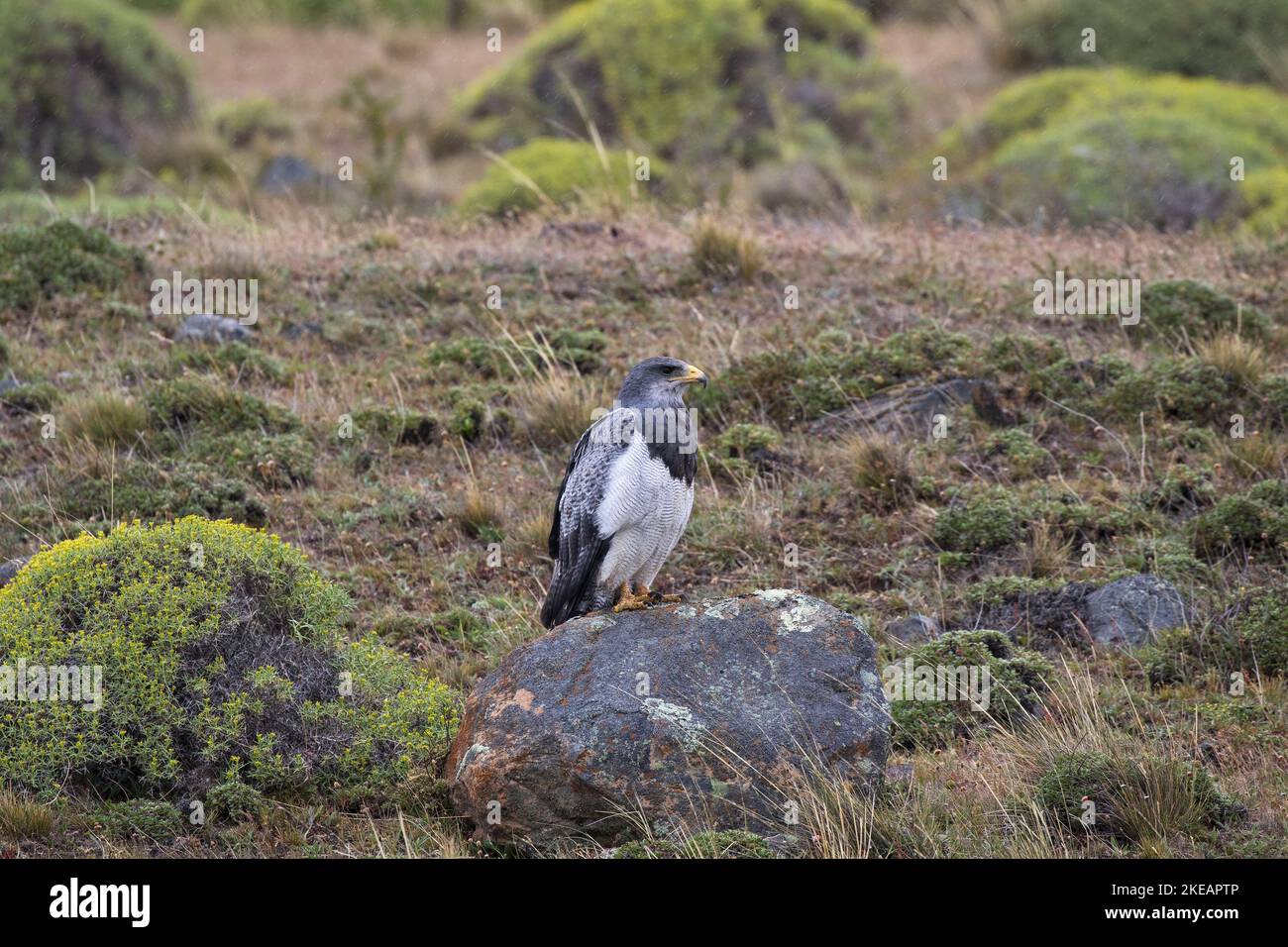 Black-chested buzzard eagle Geranoaetus melanoleucus perched on a rock ...