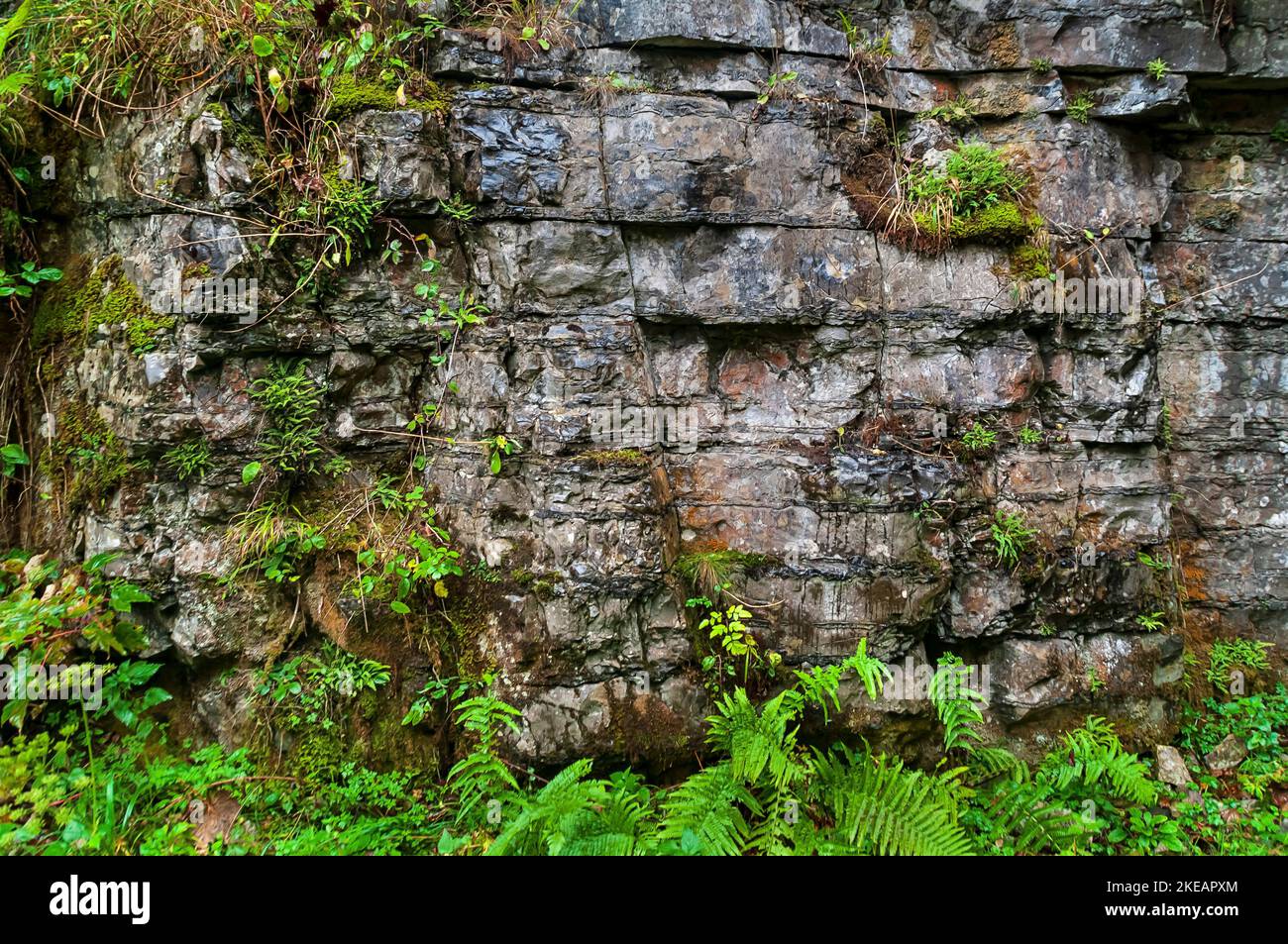 Moss and ferns growing on a limestone outcrop with prominent bedding ...