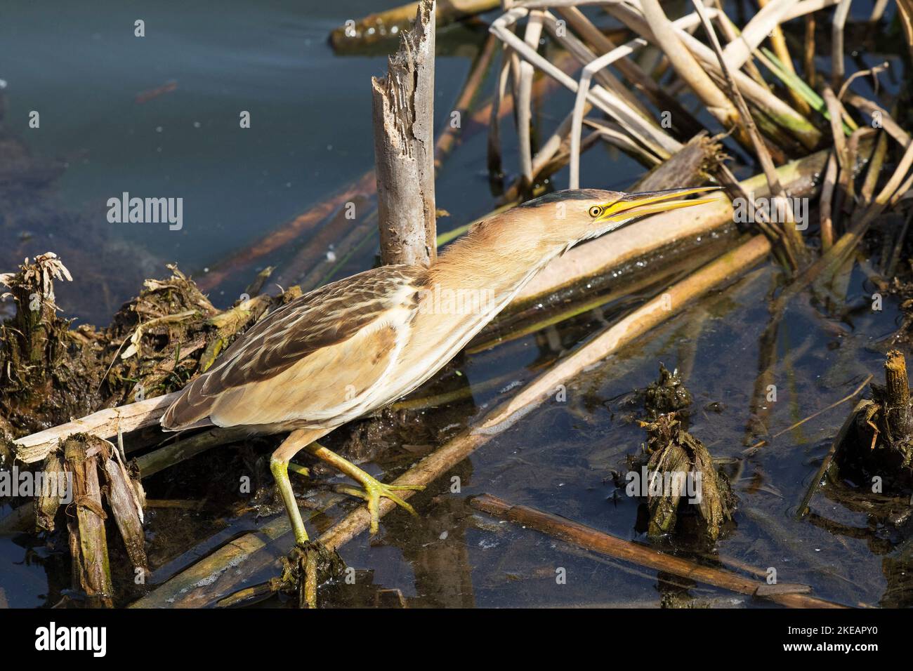 Little bittern Ixobrychus minutus female standing on stem of Bulrush ...