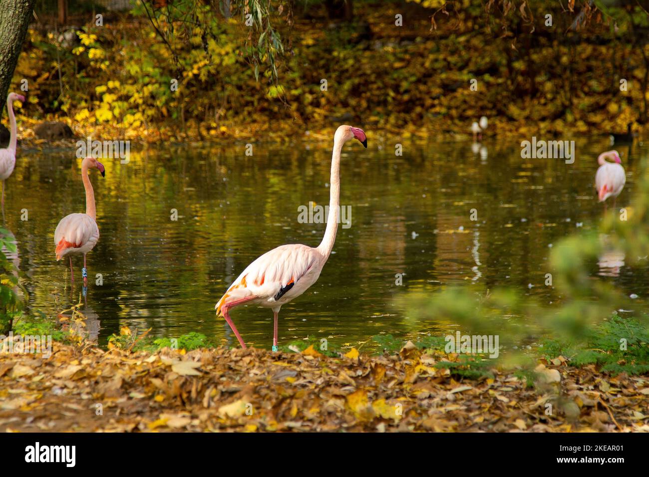 Pink flamingo bird animal. Greater flamingos Phoenicopterus roseus ...
