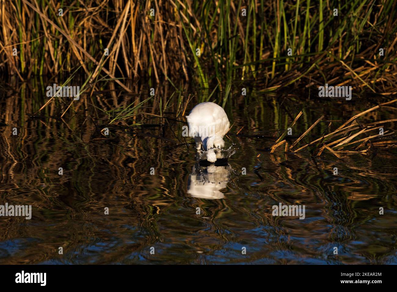 Snowy egret Egretta thula feeding at edge of Shoveler Pond, Anahuac ...