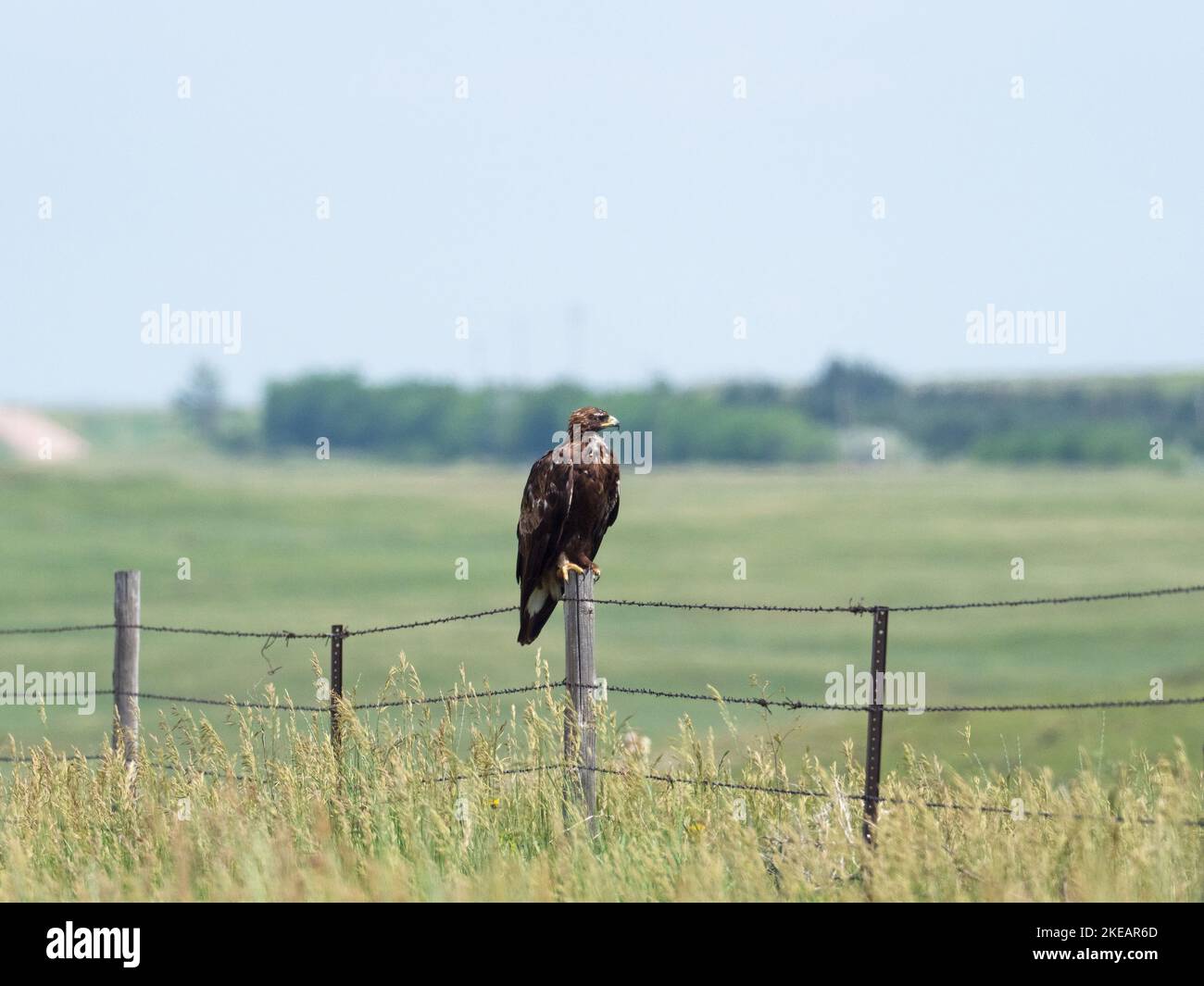 Golden eagle Aquila chrysaetos juvenile perched on a fence post, Pawnee ...