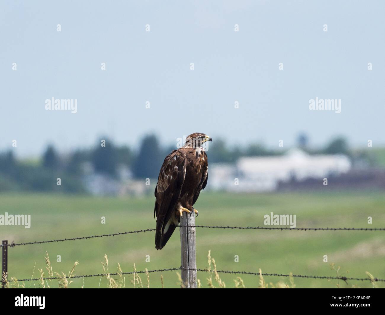 Golden eagle Aquila chrysaetos juvenile perched on a fence post, Pawnee ...