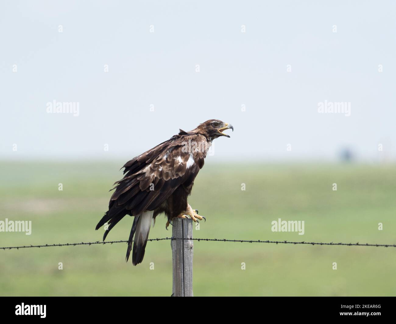 Golden eagle Aquila chrysaetos juvenile perched on a fence post, Pawnee ...