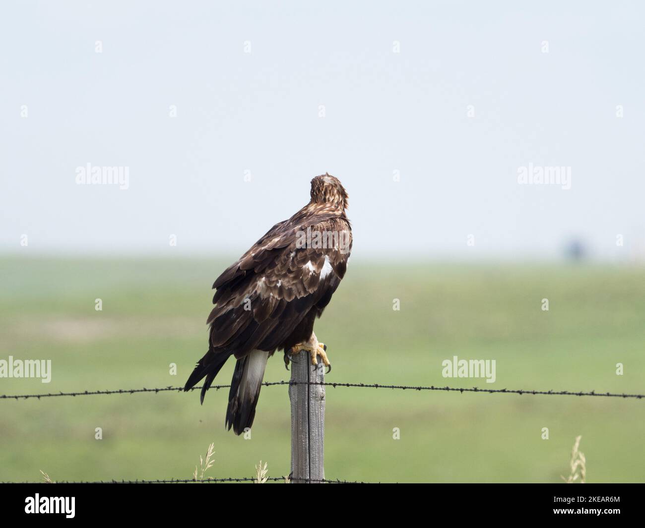 Golden eagle Aquila chrysaetos juvenile perched on a fence post, Pawnee ...