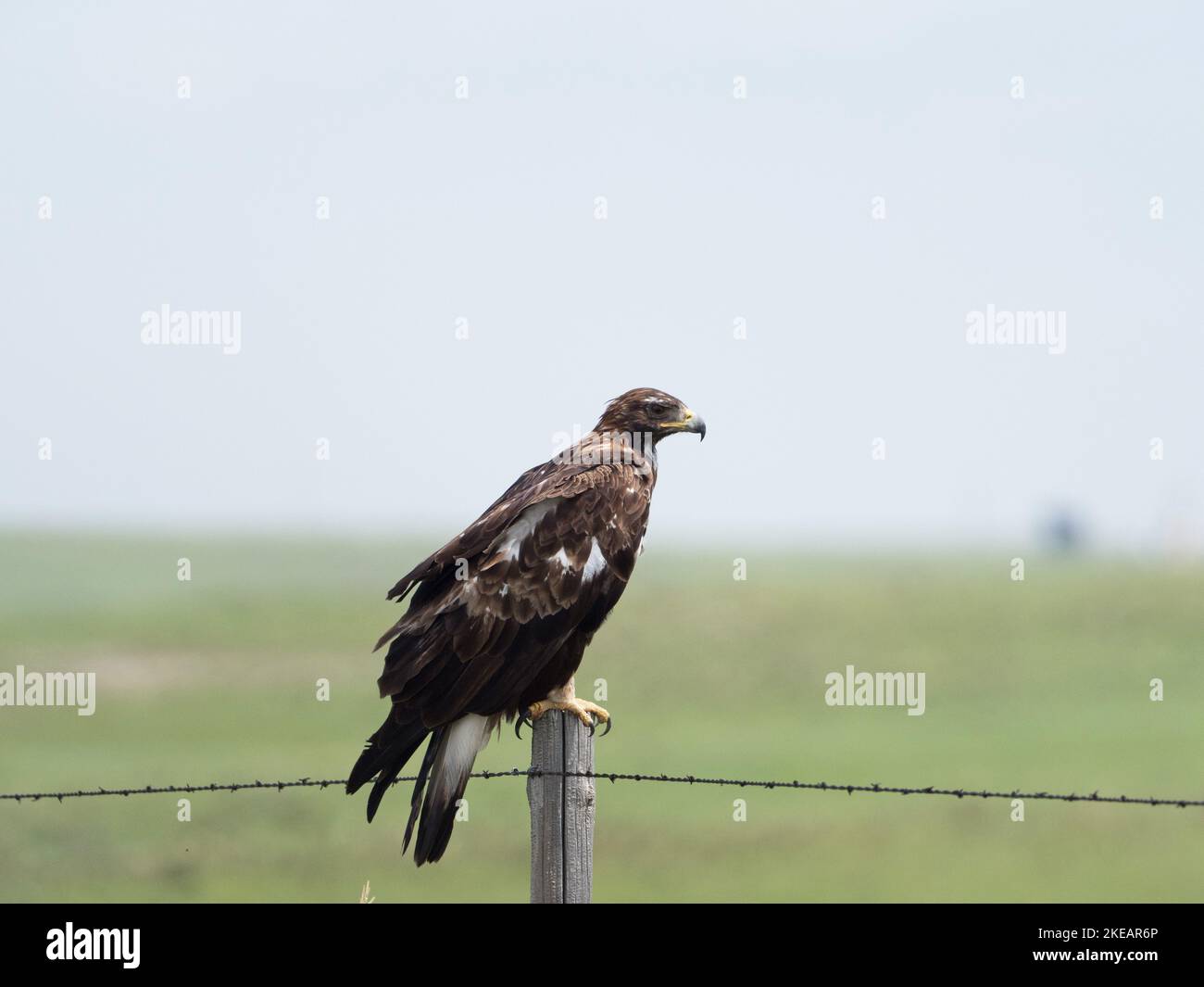 Golden eagle Aquila chrysaetos juvenile perched on a fence post, Pawnee ...