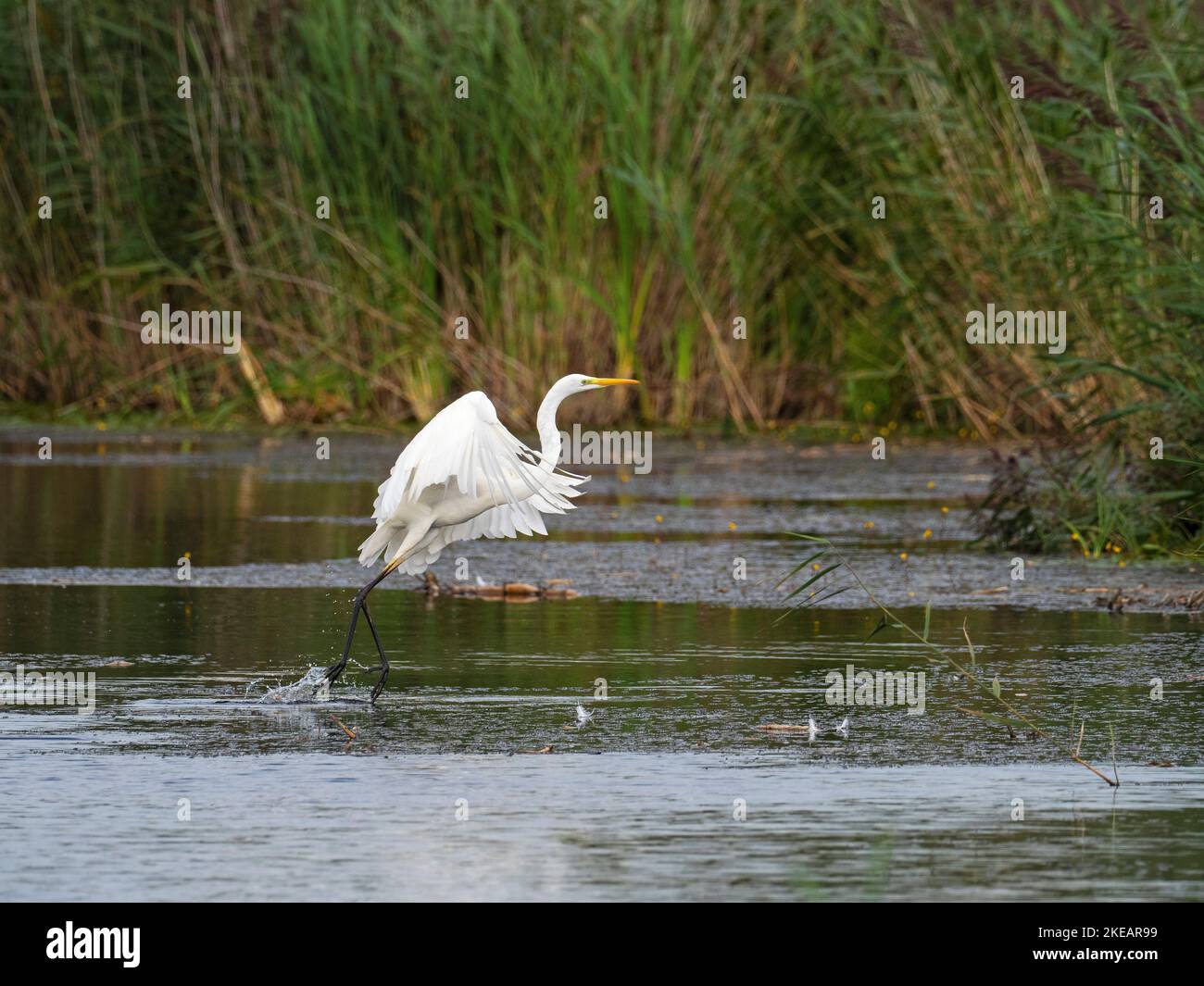Great egret Egretta alba landing taking off from a pool in front of ...