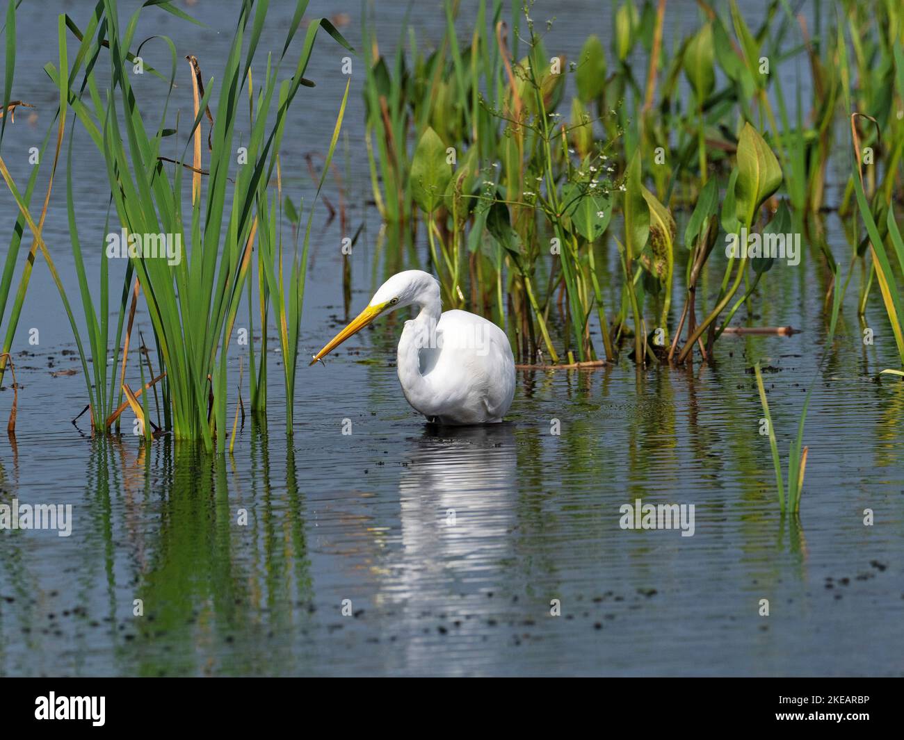 Great egret Egretta alba standing feeding amongst Reedmace Typha ...