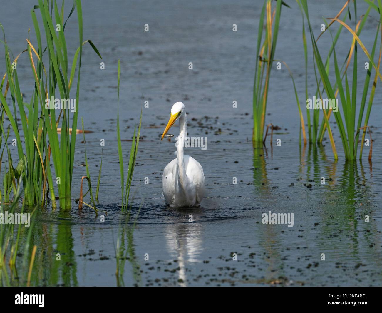 Great egret Egretta alba standing feeding amongst Reedmace Typha ...