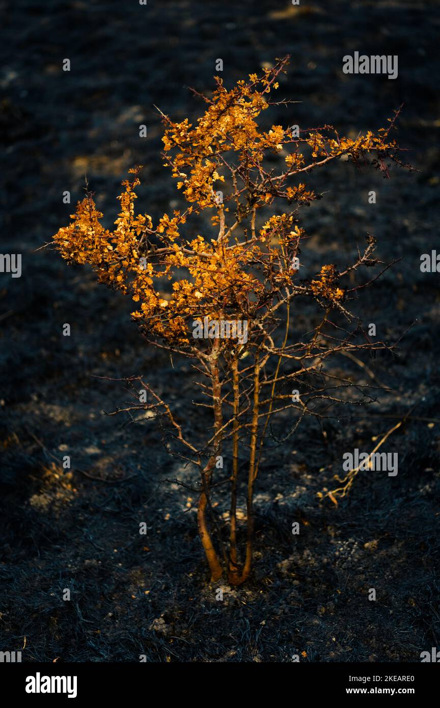 Plants and bushes after a fire on Middlewick ranges in Colchester ...