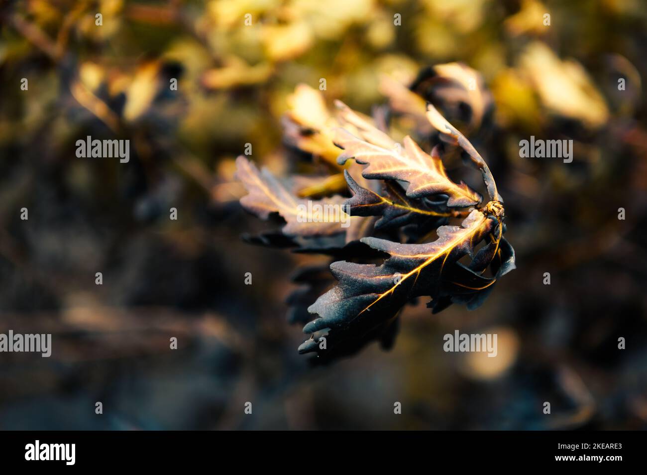 Plants and bushes after a fire on Middlewick ranges in Colchester ...