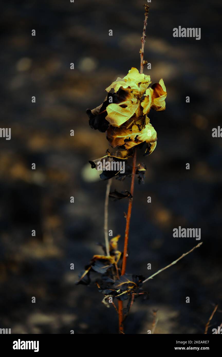 Plants and bushes after a fire on Middlewick ranges in Colchester ...