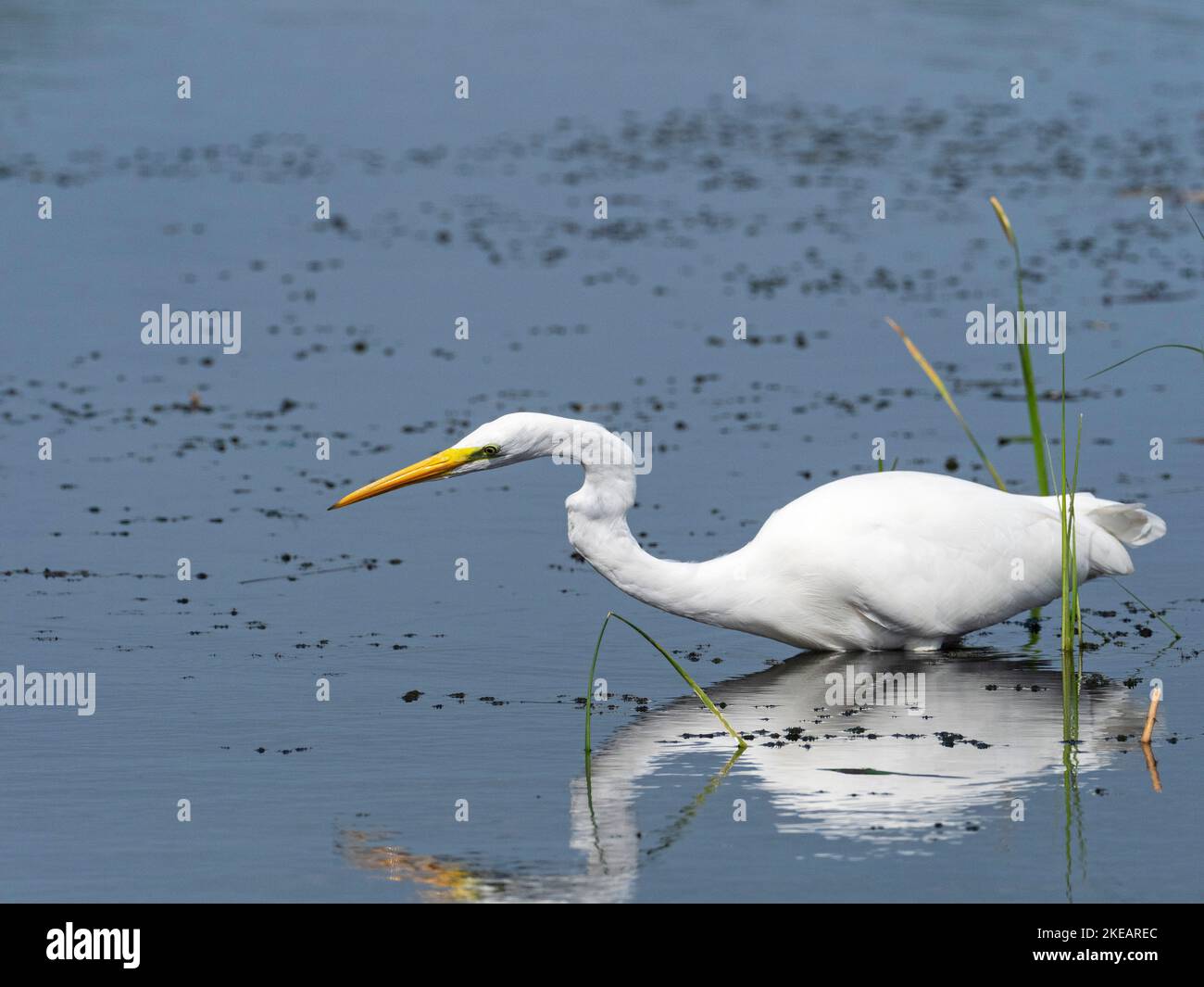 Great egret Egretta alba looking for fish in a pool in front of North ...