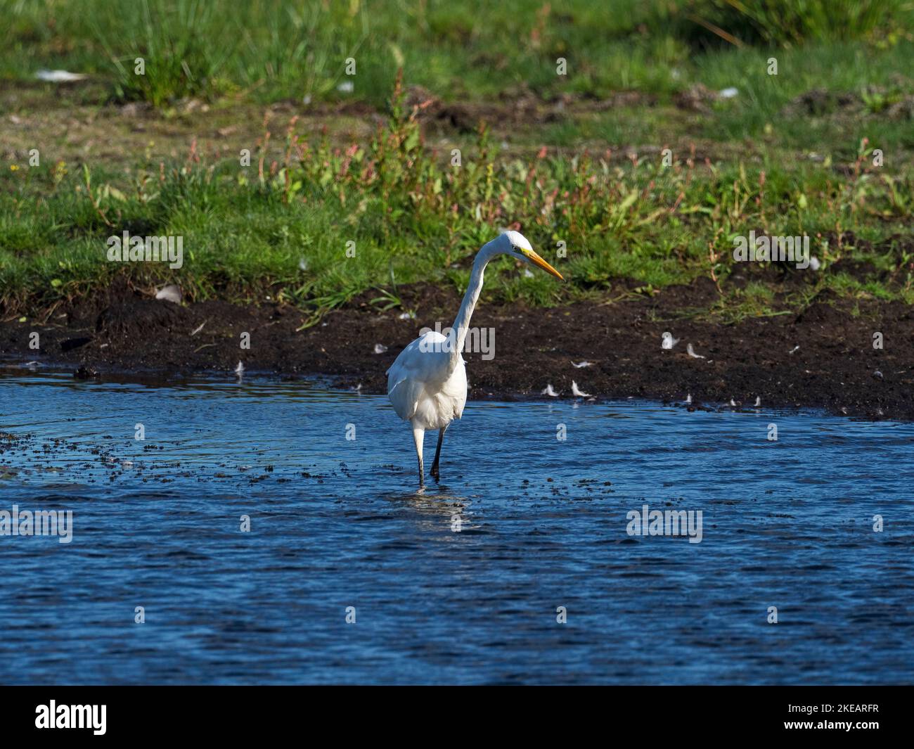 Great egret Egretta alba in a pool, Catcott Lows Nature Reserve ...