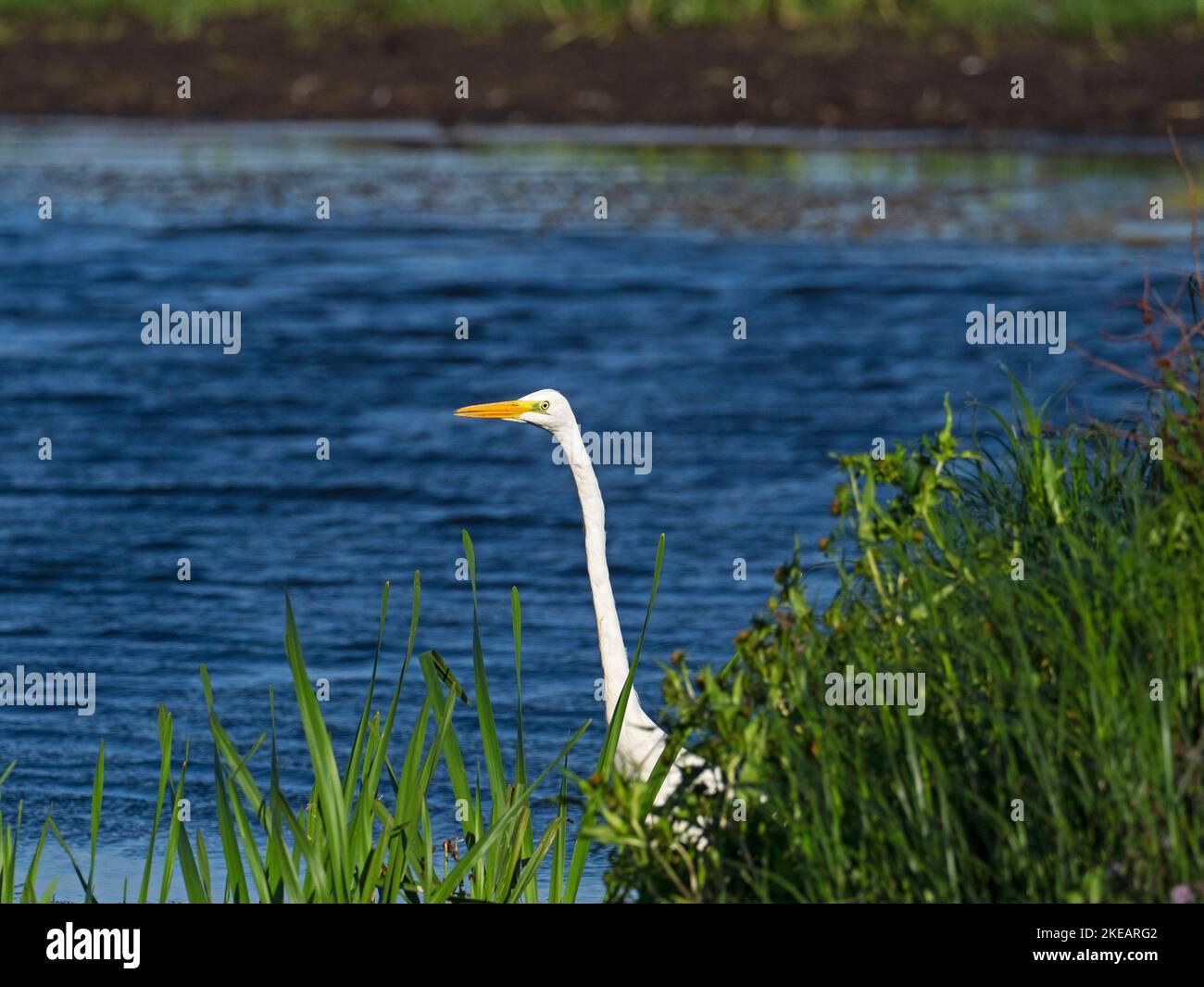 Great egret Egretta alba at the edge of a pool, Catcott Lows Nature ...
