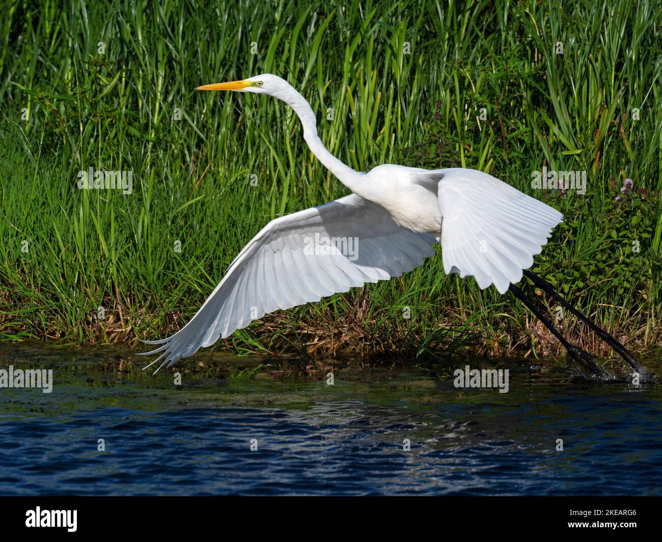 Great egret Egretta alba taking off from a pool, Catcott Lows Nature Reserve, Somerset Wildlife ...