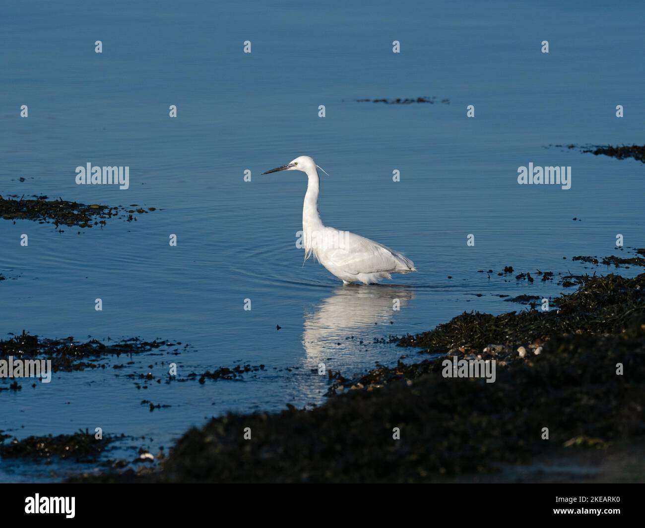 Little egret Egretta tarzetta at the edge of the sea, Keyhaven and ...