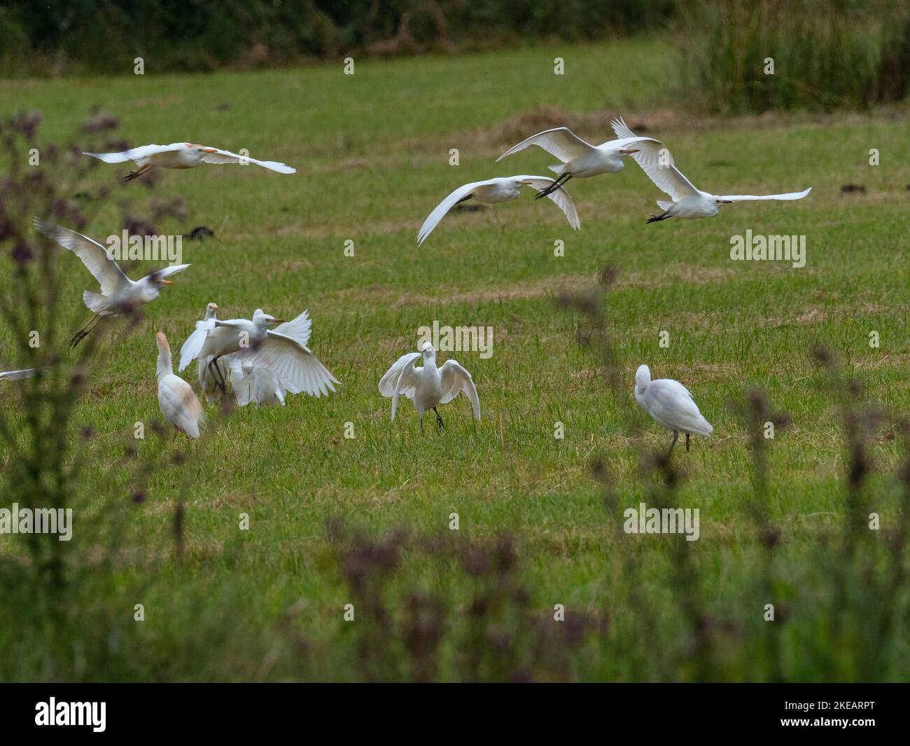 Cattle egret Bubulcus ibis taking off from a hay meadow, Catcott Lows ...