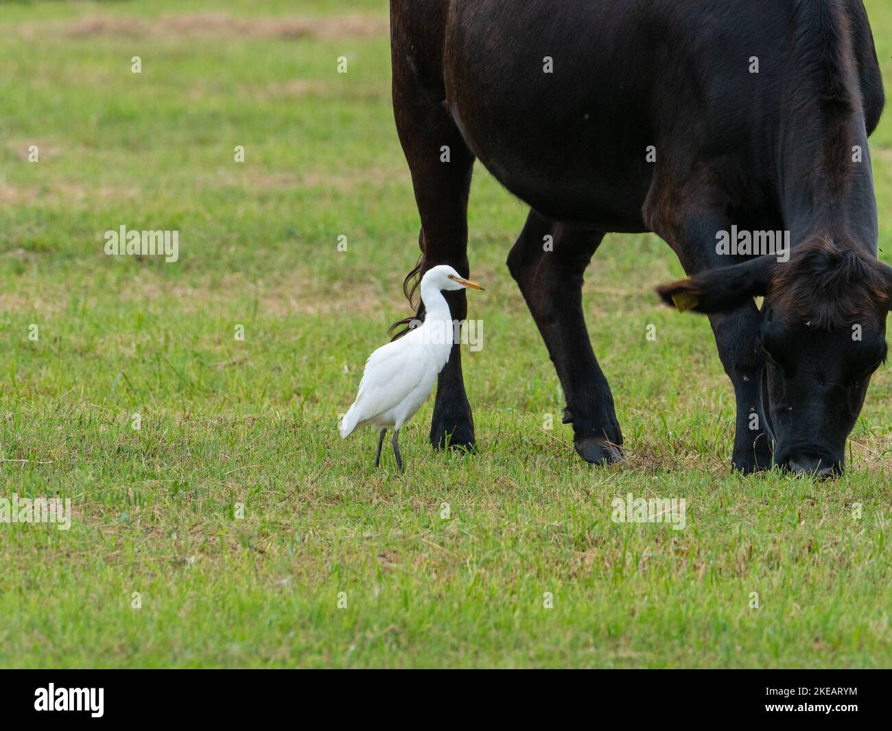 Cattle egret Bubulcus ibis feeding beside grazing cattle on a hay ...