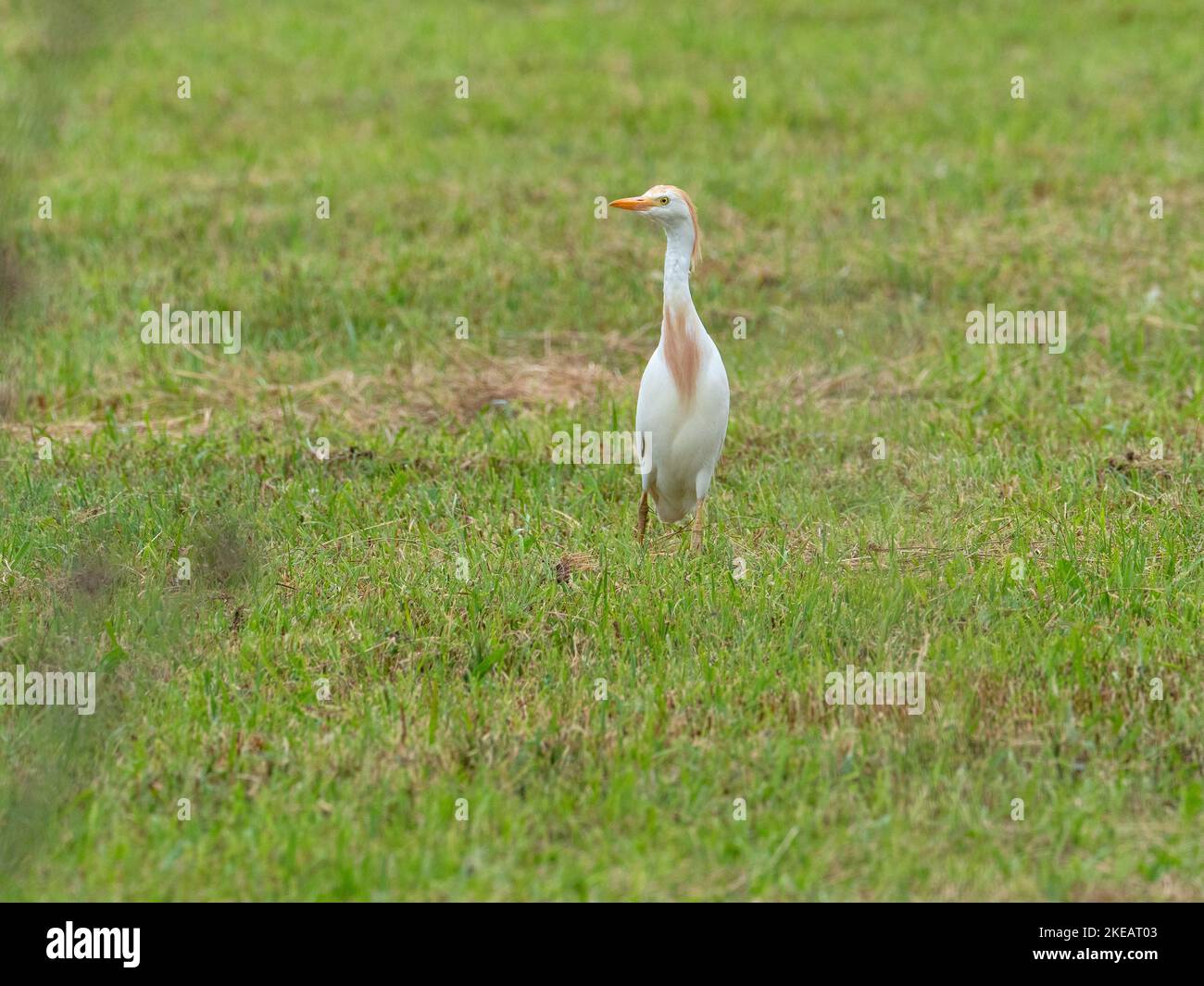 Cattle egret Bubulcus ibis in a hay meadow, Catcott Lows Nature Reserve ...