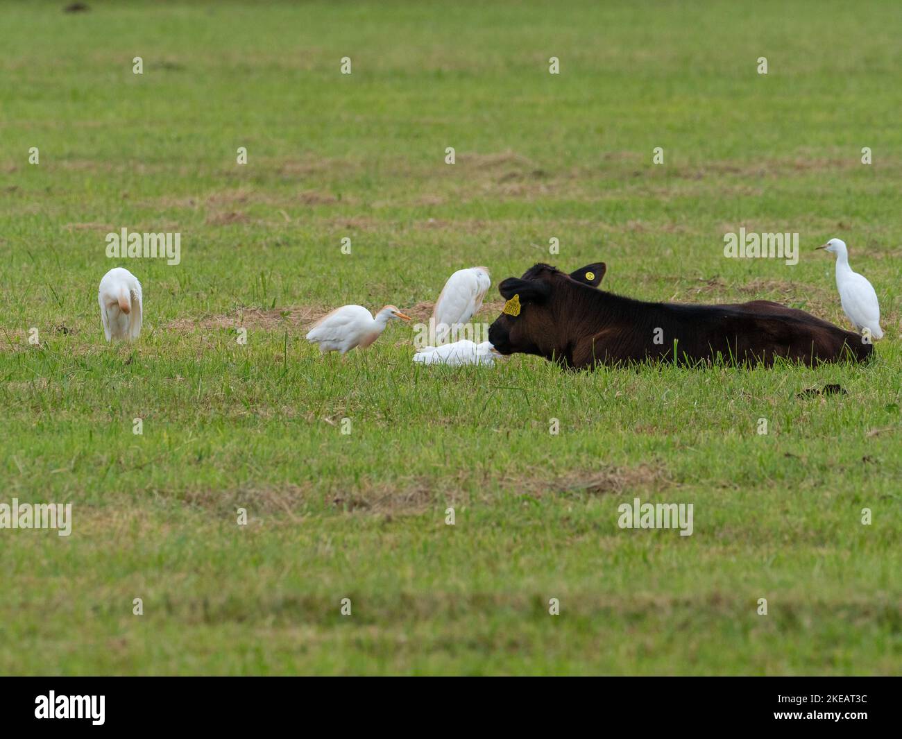 Cattle egret Bubulcus ibis preening beside a calf on a hay meadow ...