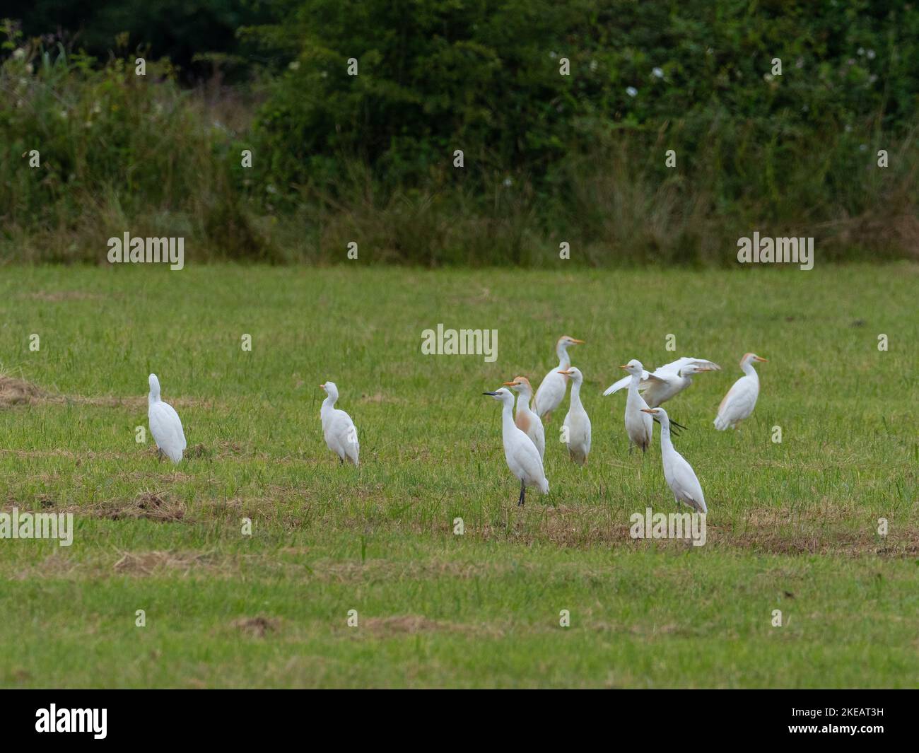 Cattle egret Bubulcus ibis in a hay meadow, Catcott Lows Nature Reserve ...