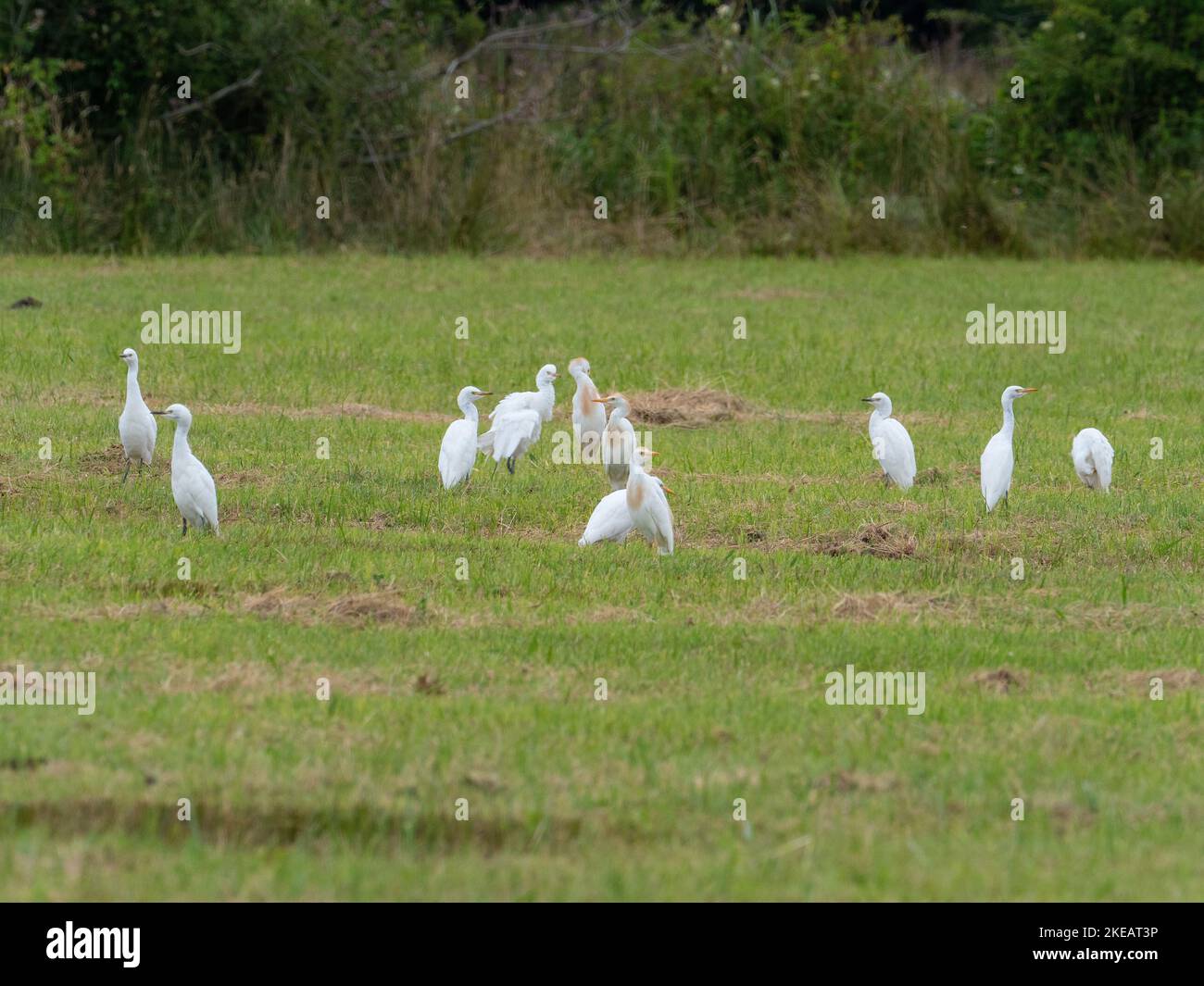 Cattle egret Bubulcus ibis in a hay meadow, Catcott Lows Nature Reserve ...