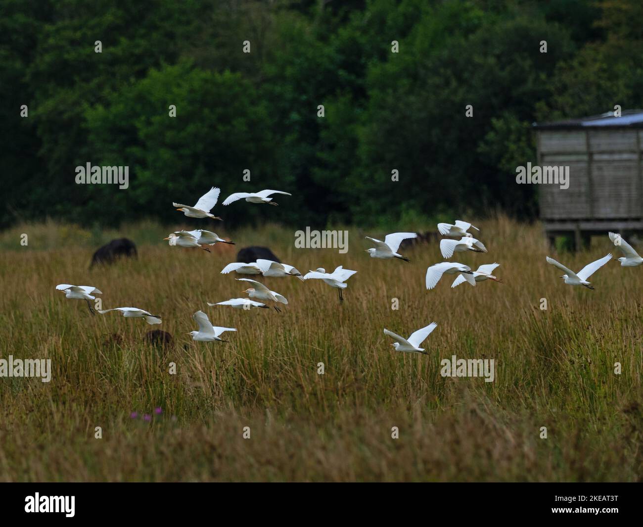 Cattle egret Bubulcus ibis group in flight over Catcott Lows Nature ...