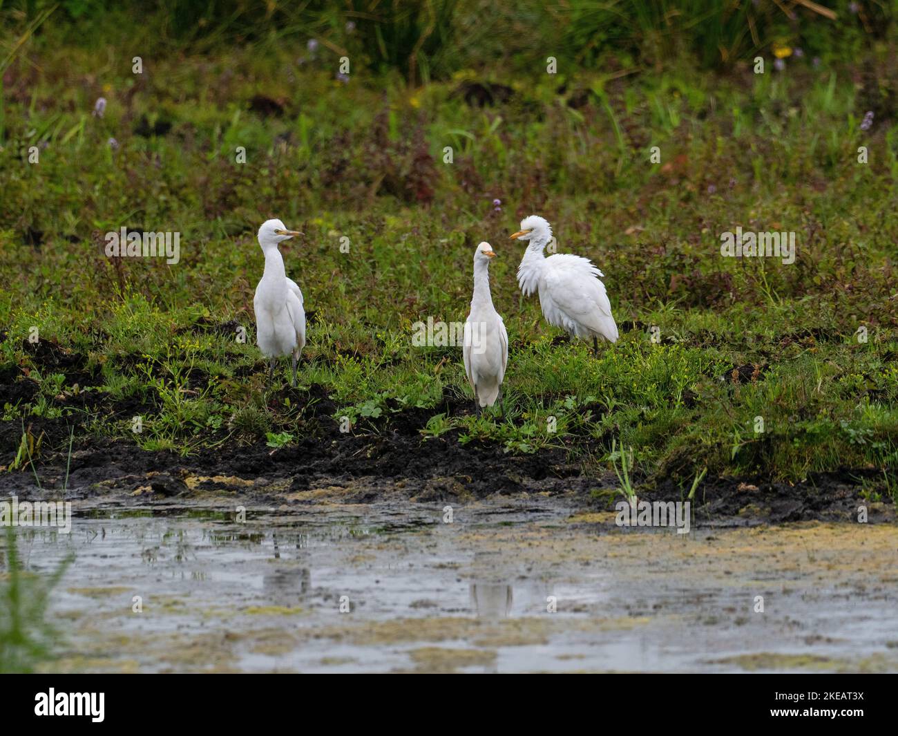 From lows hide hi-res stock photography and images - Alamy