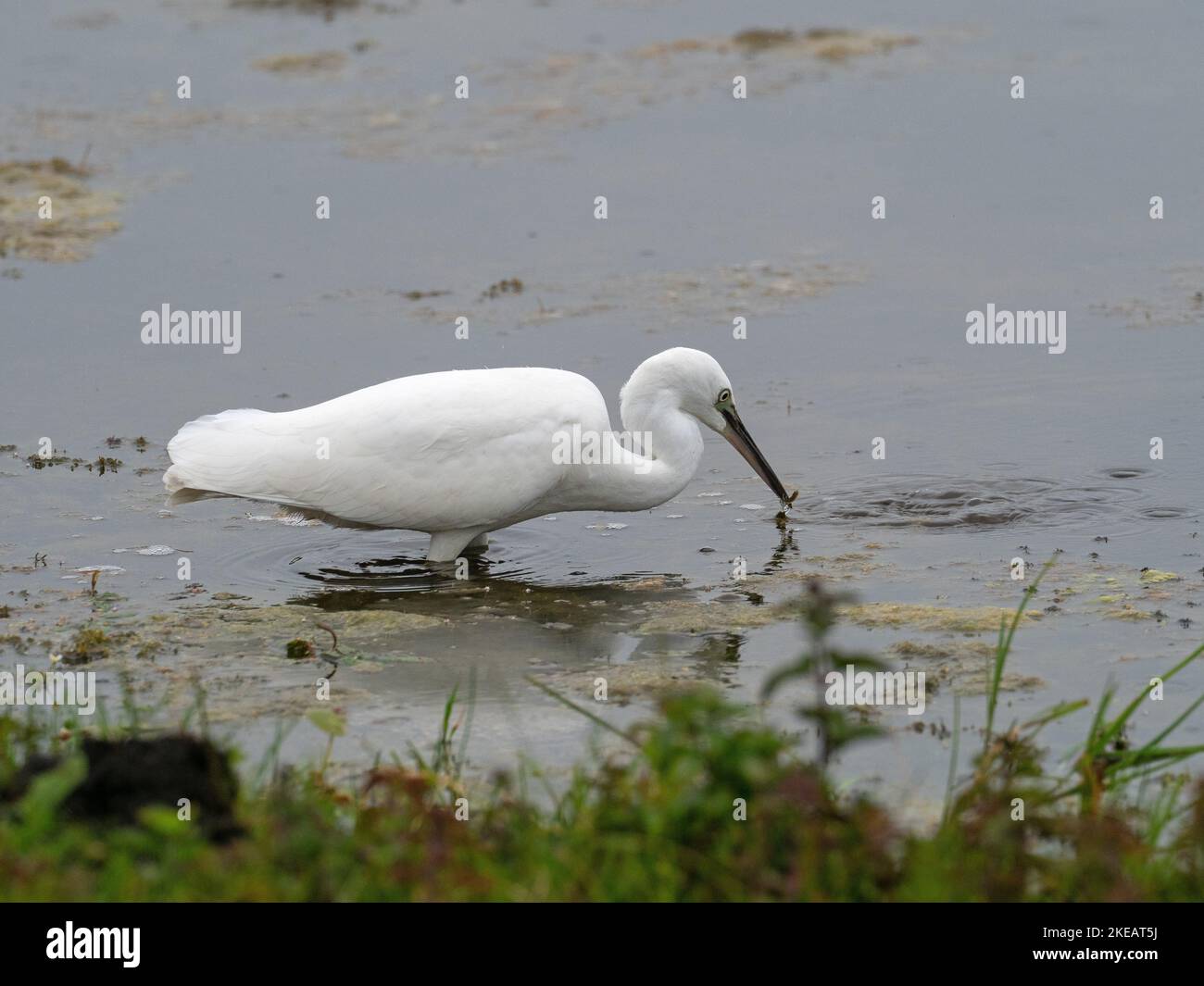 Little egret Egretta garzetta in a small pool, from Lows Hide, Catcott Lows Nature Reserve ...