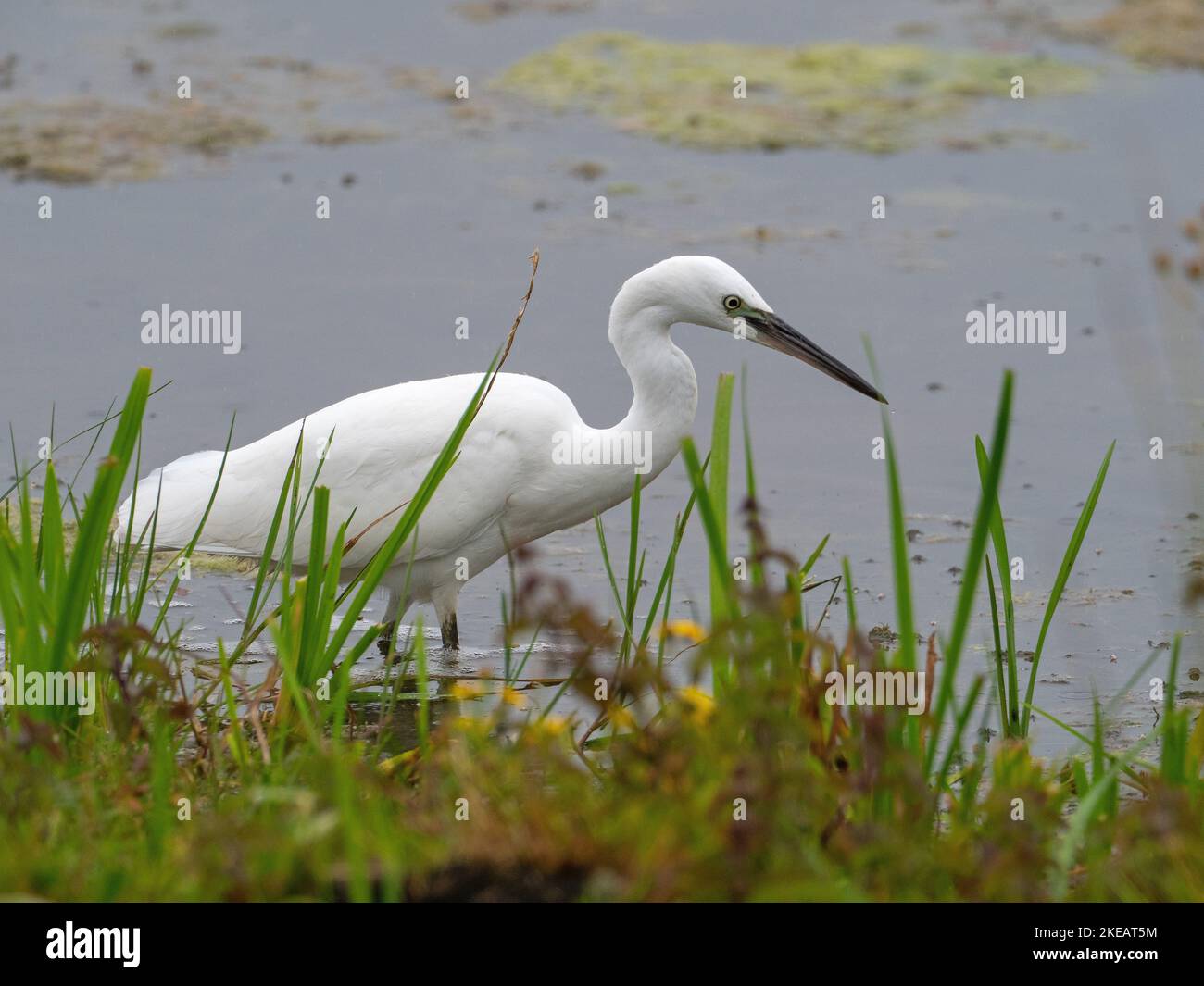 Catcott national nature reserve hi-res stock photography and images - Alamy