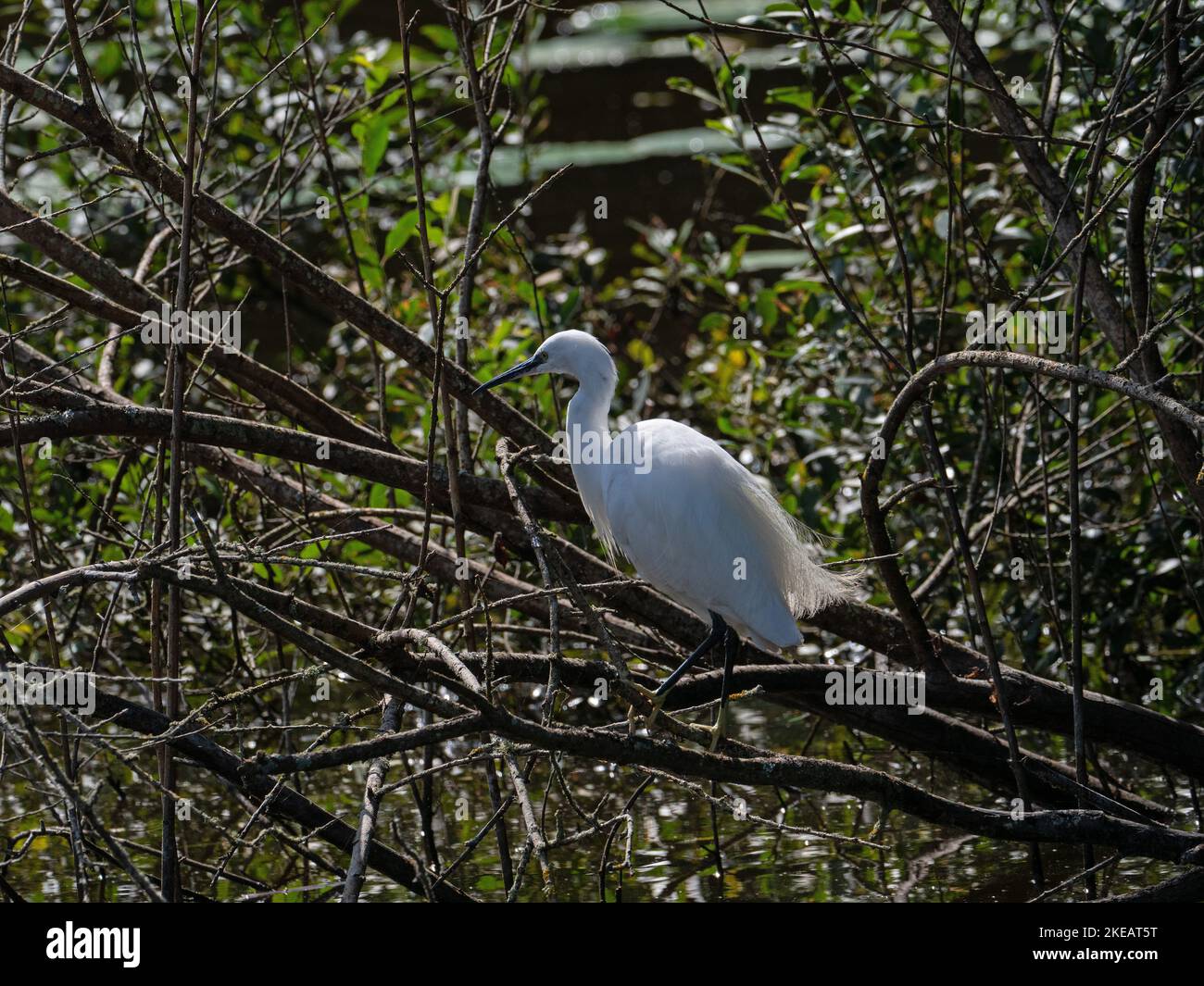 Little egret Egretta tarzetta perched in a tree, Canada Lake, Shapwick ...