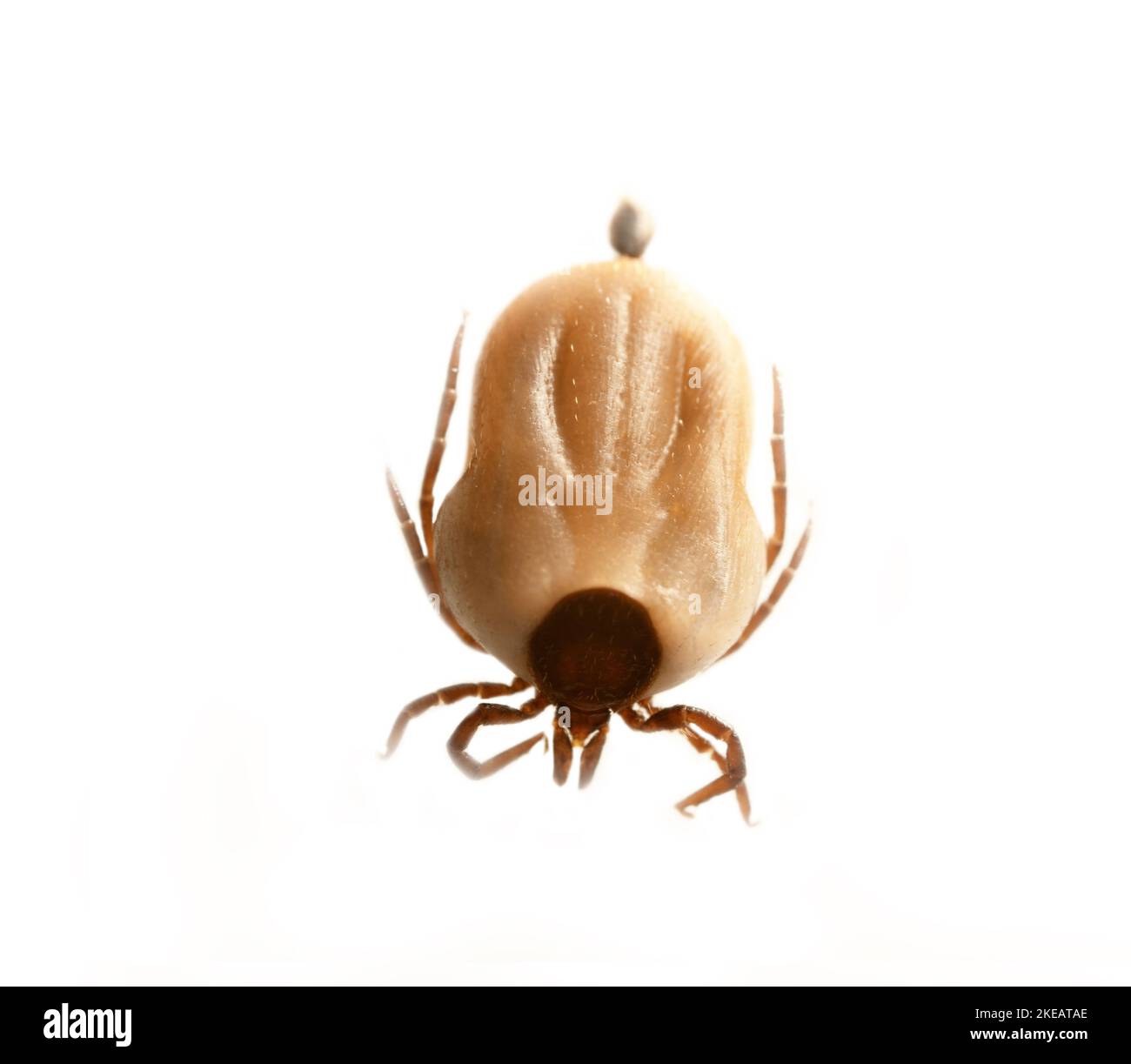 This tick was removed from a dog in a broad-leaved forest. Distributors ...