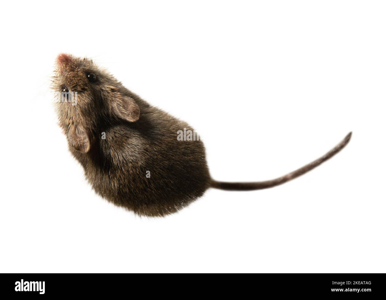 Parasitizes Cut Out Stock Images & Pictures - Alamy