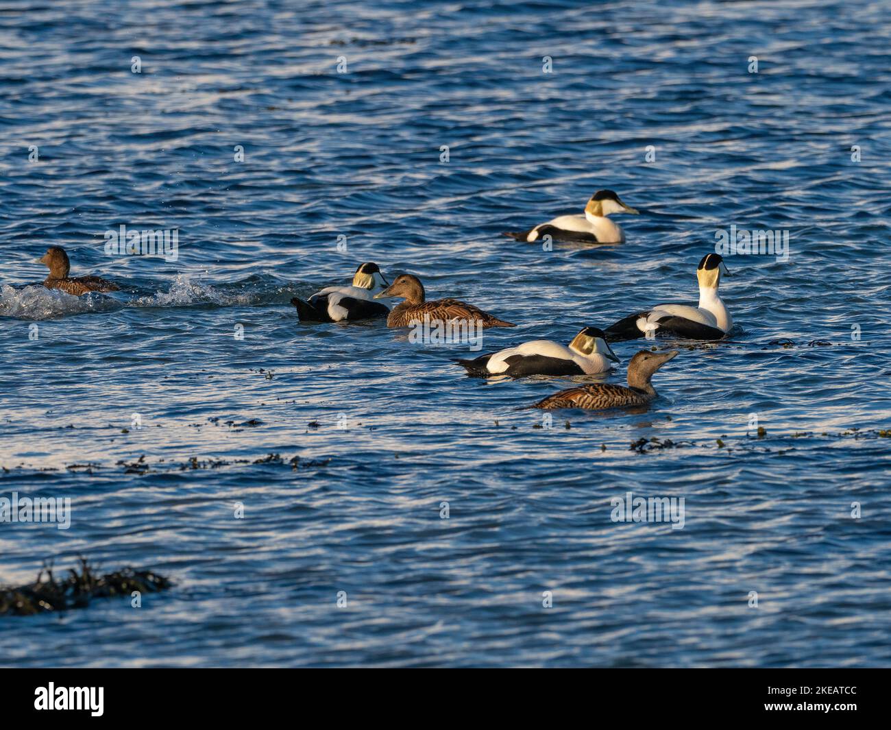 Balranald rspb hi-res stock photography and images - Alamy
