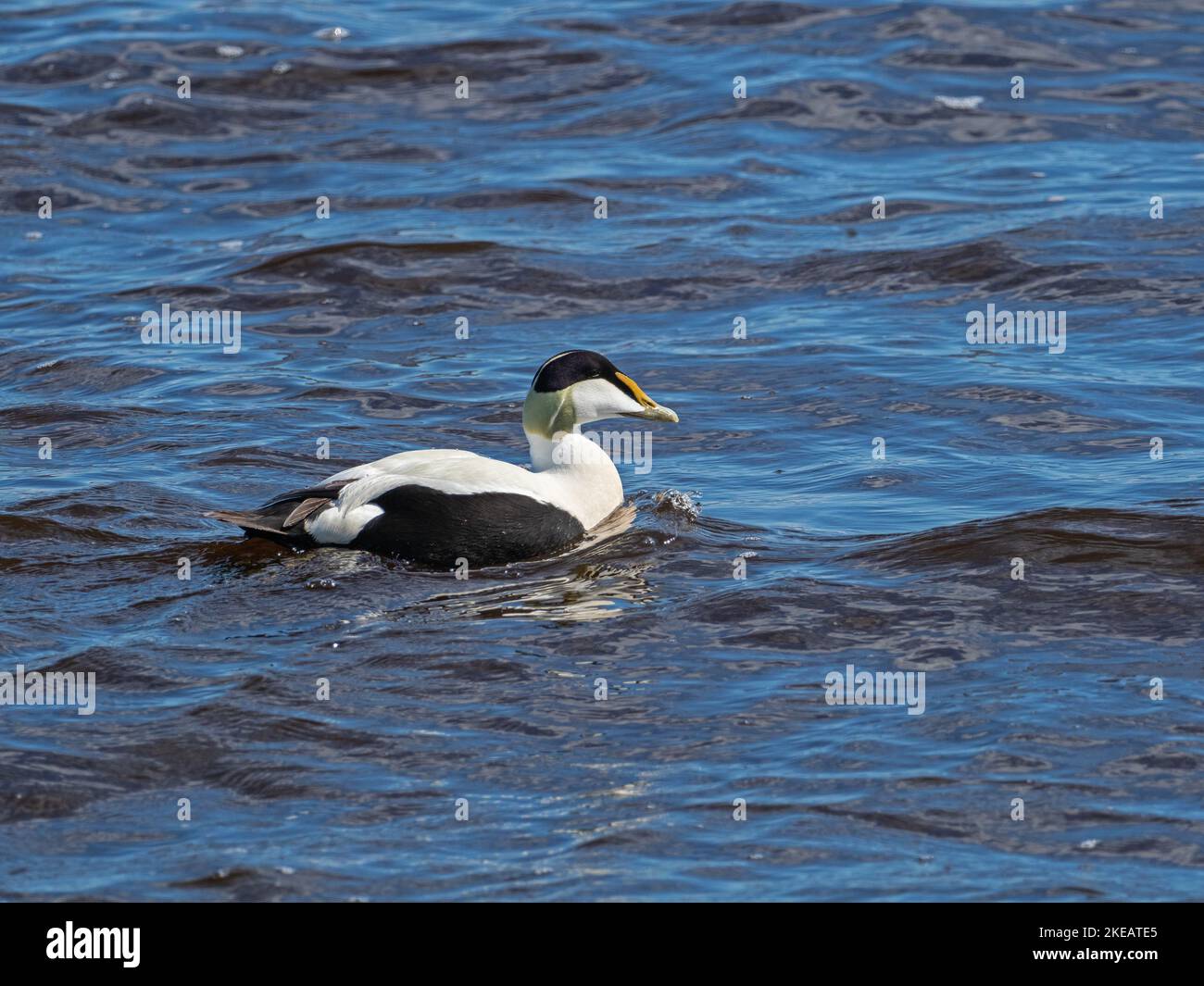 Common eider Somateria mollissima male on Loch Fleet National Nature ...