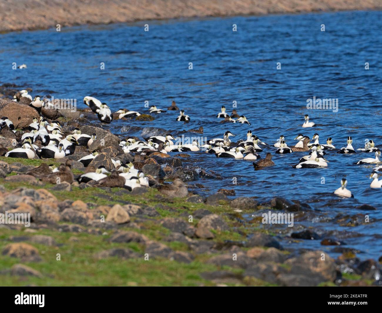 Common eider Somateria mollissima flock on Loch Fleet National Nature ...