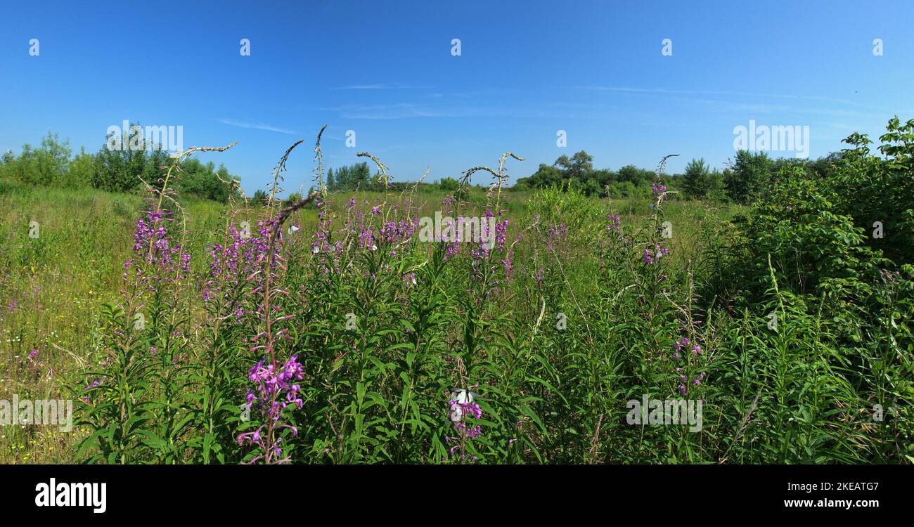 Barrens willow hi-res stock photography and images - Alamy