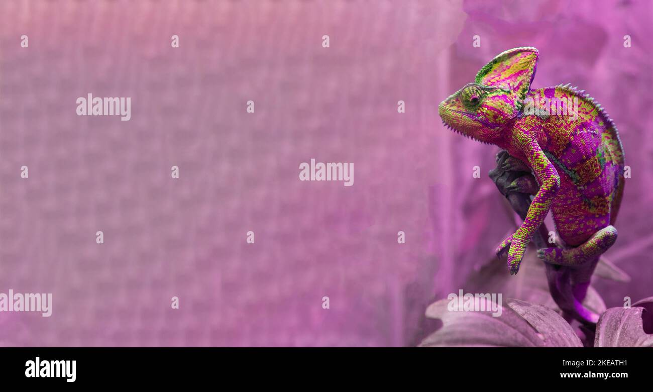 The multicolored pink chameleon Chamaeleonidae is a family of lizards ...